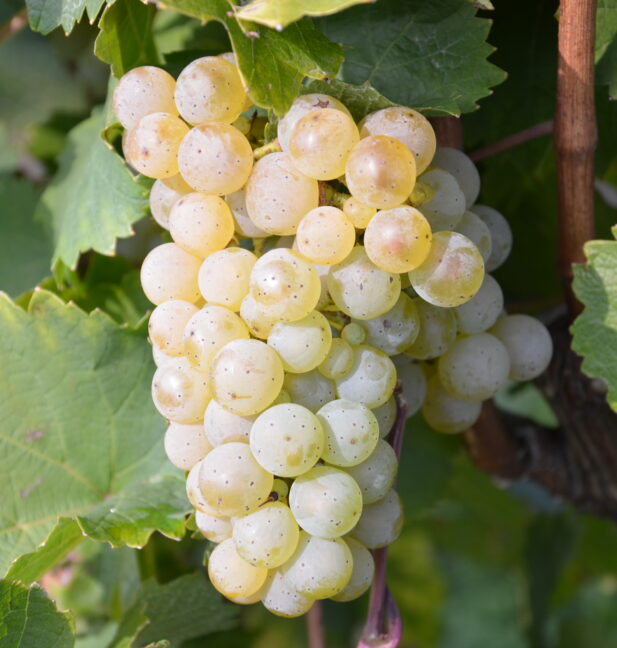 Front page - Statera